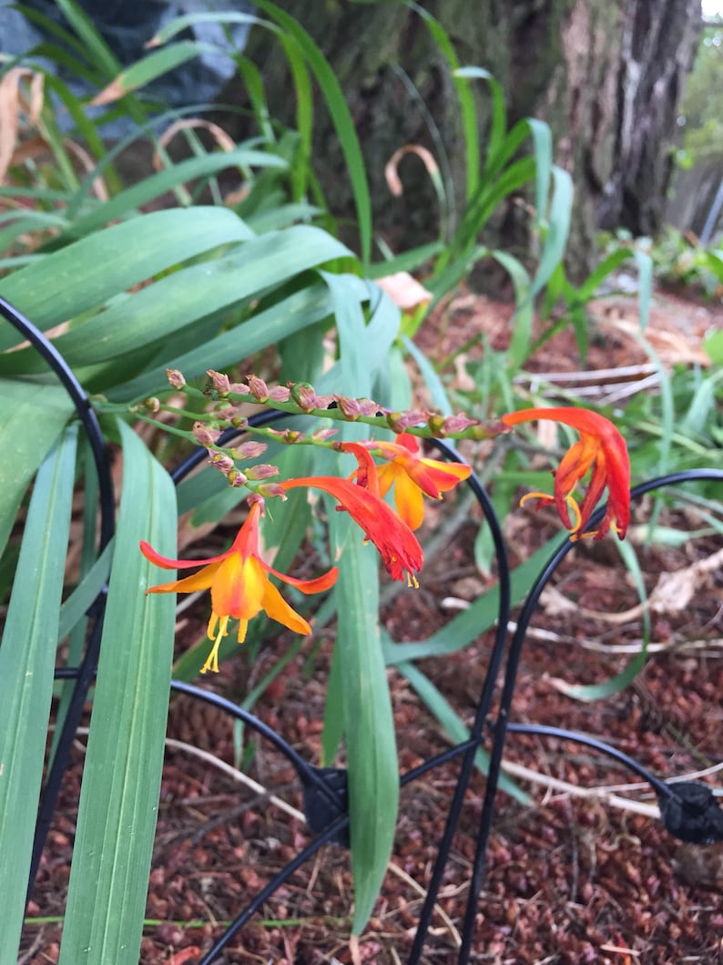 10 Orange-red Crocosmia Lucifer Flower Bulbs: Summer Garden Blooms - Etsy
