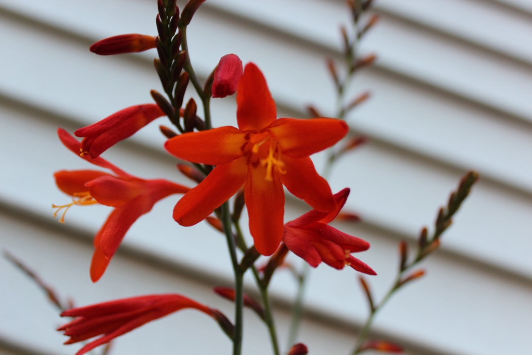 10 Orange-red Crocosmia Lucifer Flower Bulbs: Summer Garden Blooms - Etsy