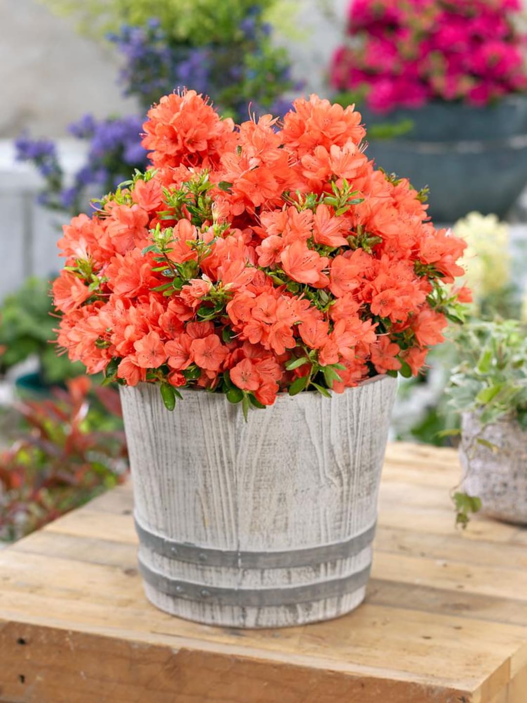 Dwarf Evergreen Azalea Shrubs Plants ORANGE Flowers - 2ltr Pot - ( 1 ...