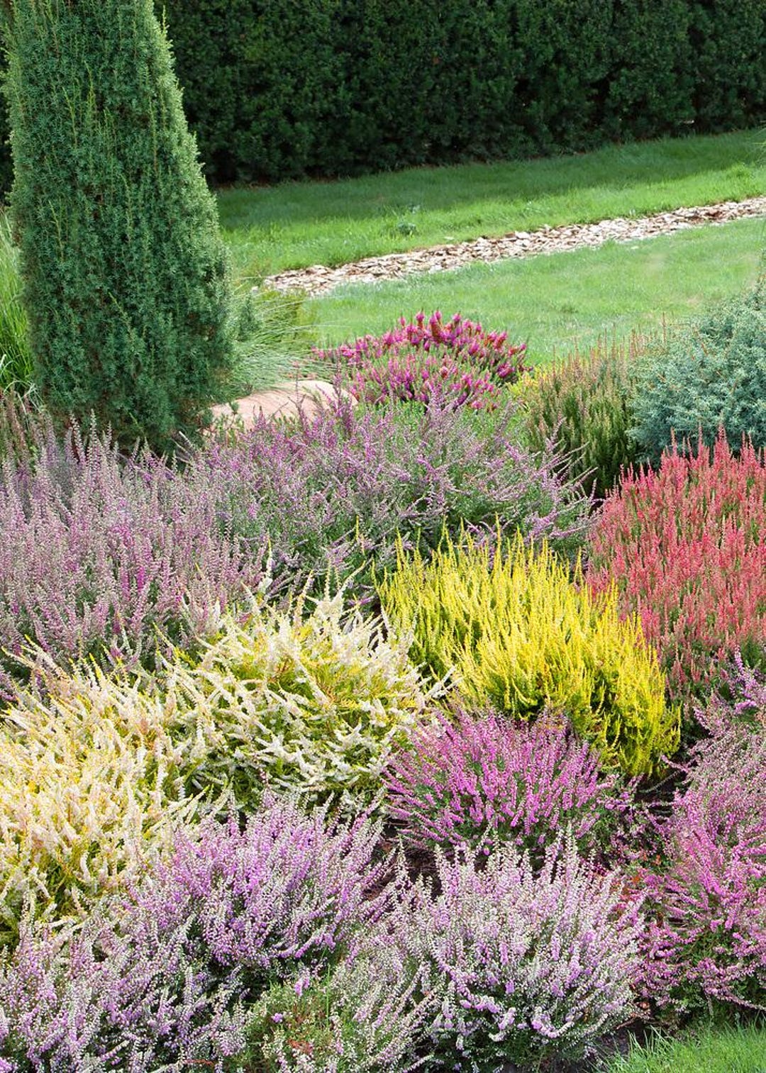 6 X Mixed Garden Heathers Calluna & Erica Varieties Colourful Flowering ...
