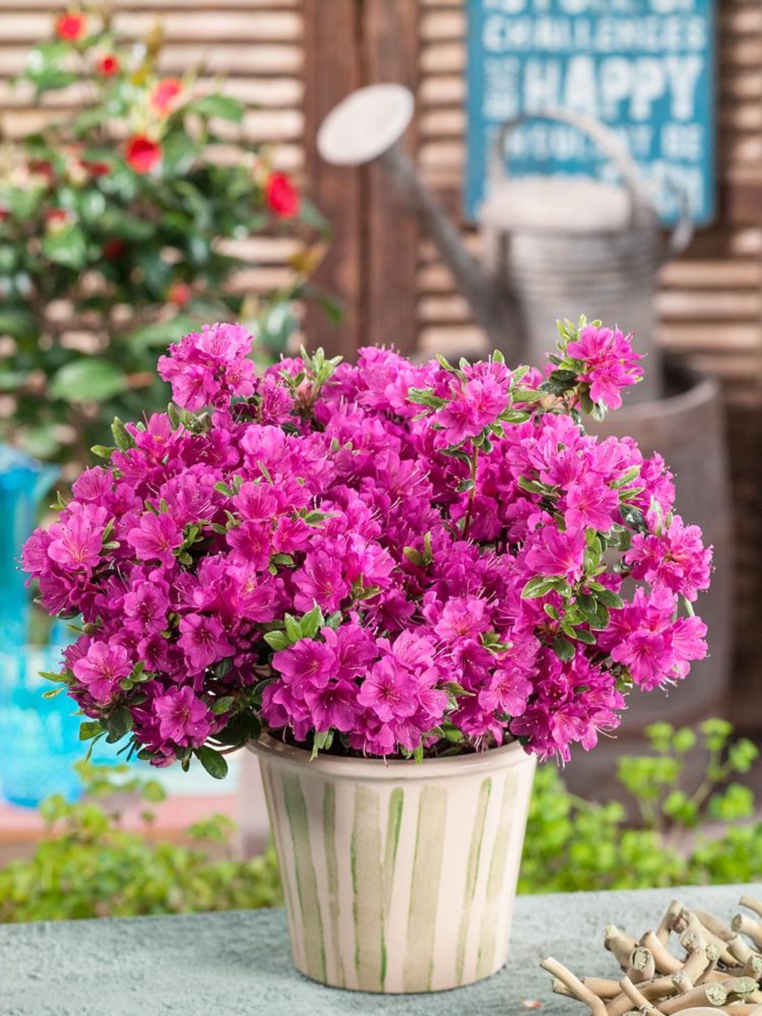 Dwarf Evergreen Azalea Shrubs Plants PURPLE Flowers - 2ltr Pot - ( 1 ...