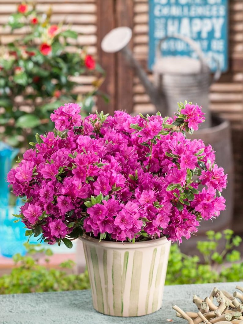 Dwarf Evergreen Azalea Shrubs Plants PURPLE Flowers - 2ltr Pot - ( 1 ...