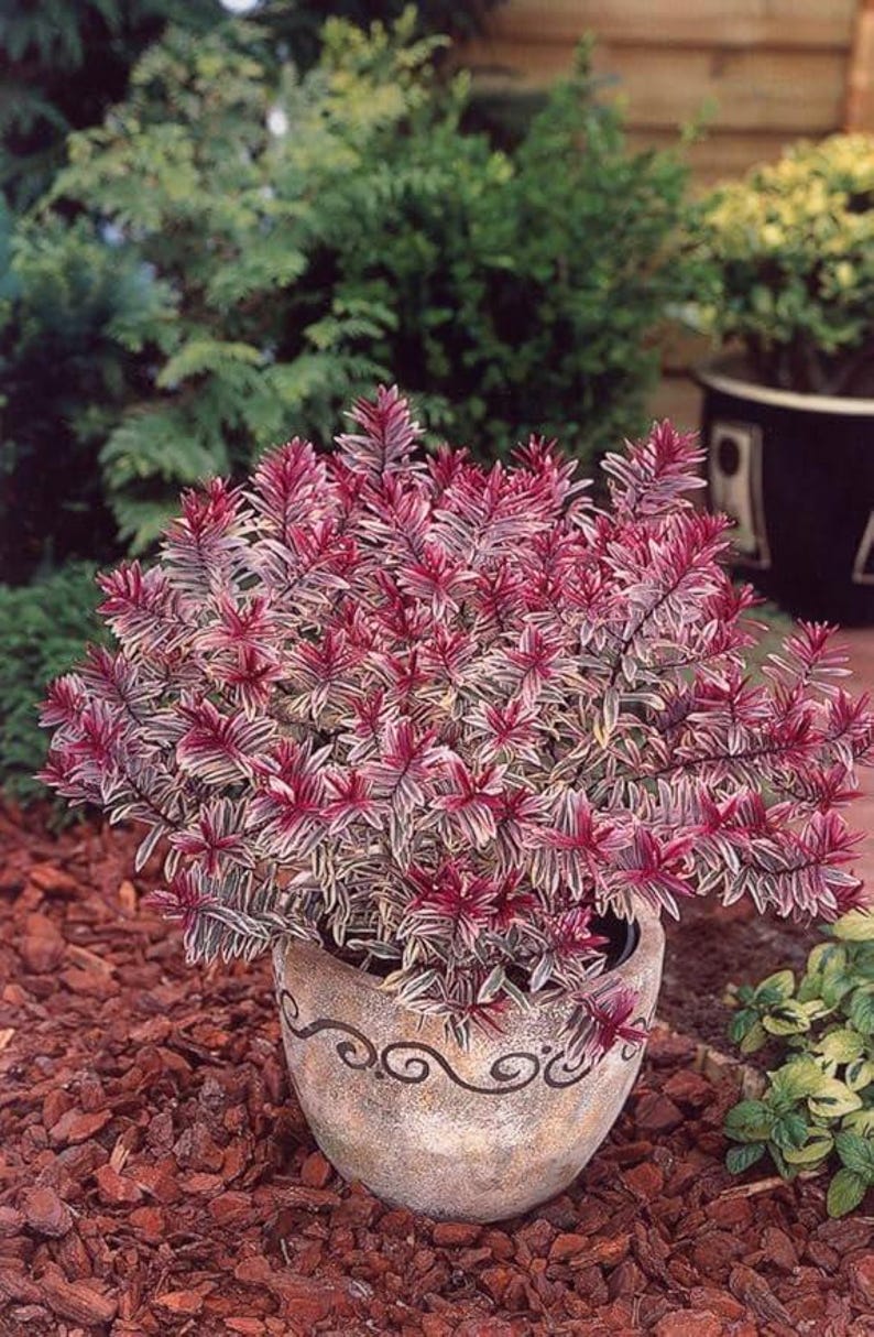 4 Mixed Large Hebe Plants Evergreen Garden Shrubs Colourful 2ltr - Etsy UK