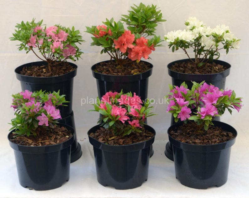 Dwarf Evergreen Azalea Shrubs Plants PINK Flowers - 2ltr Pot - ( 1 Pack ...