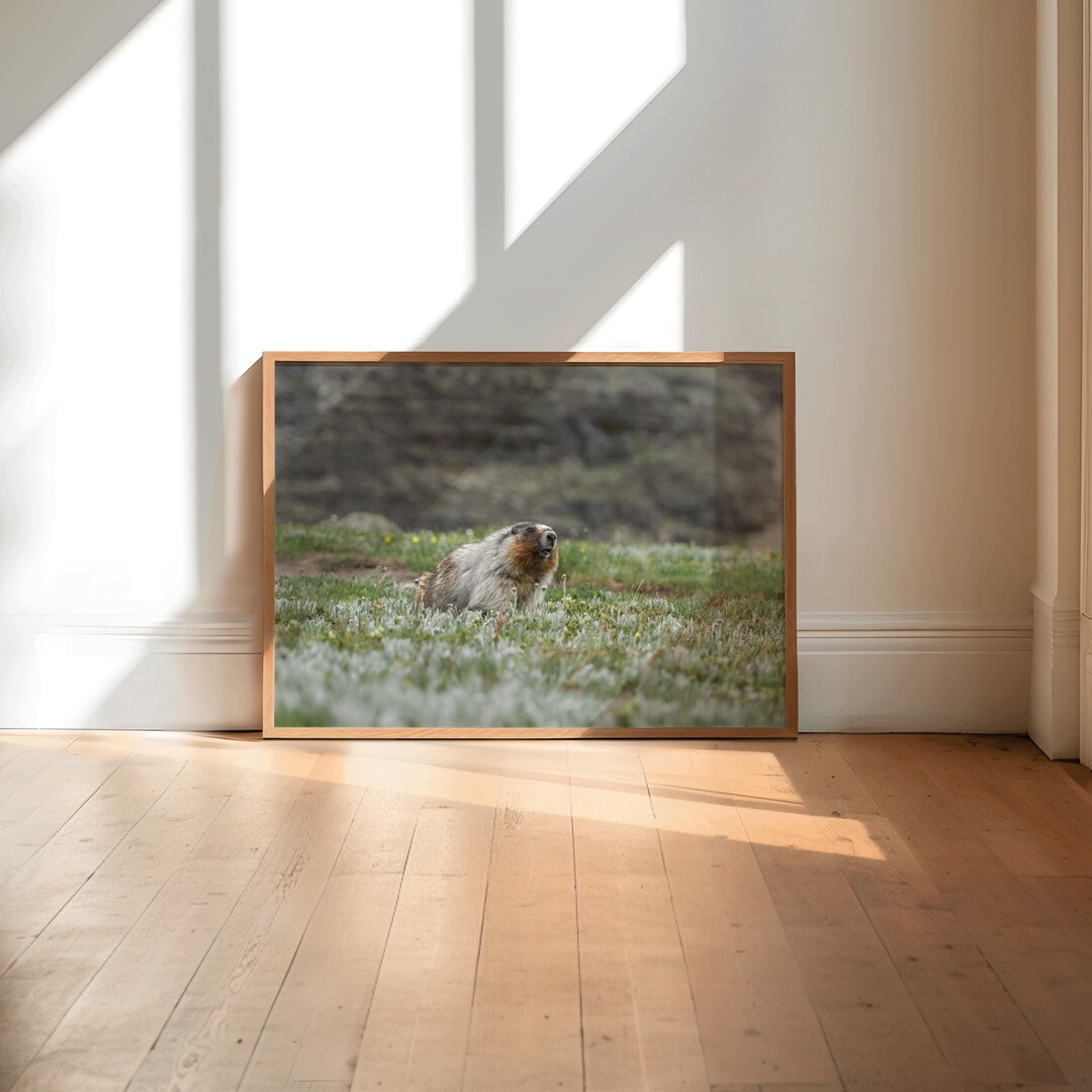 Marmot Wildlife Photo Digital Download, Calming Banff, Canada Nature ...