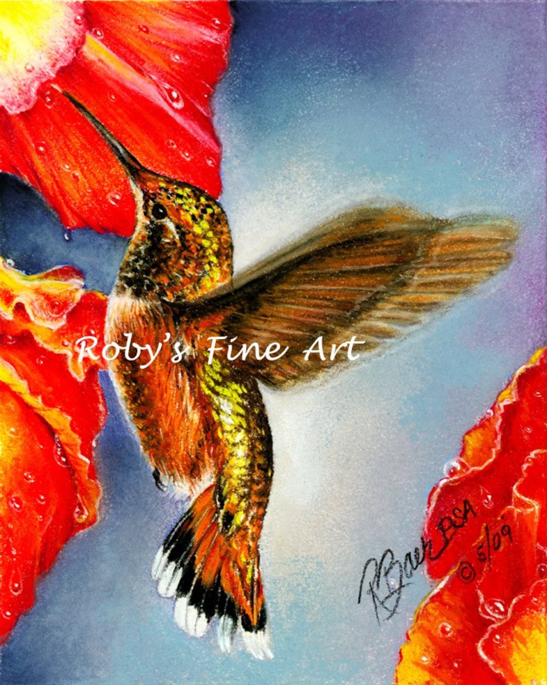 Hummingbird Art Print "rufous Hummingbird" 5 X 7 Inch Giclee by Roby ...