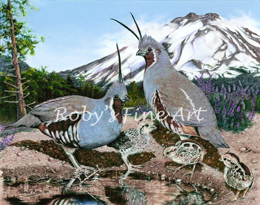 Mountain Quail Art Print "covey Cove" 5 X 7 Inch Giclee by Wildlife ...