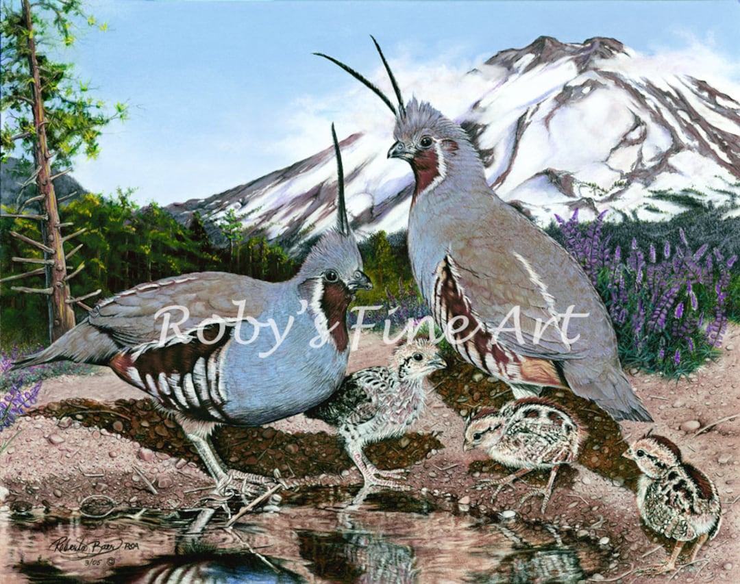 Limited Edition Mountain Quail Art Print "covey Cove" by Wildlife ...