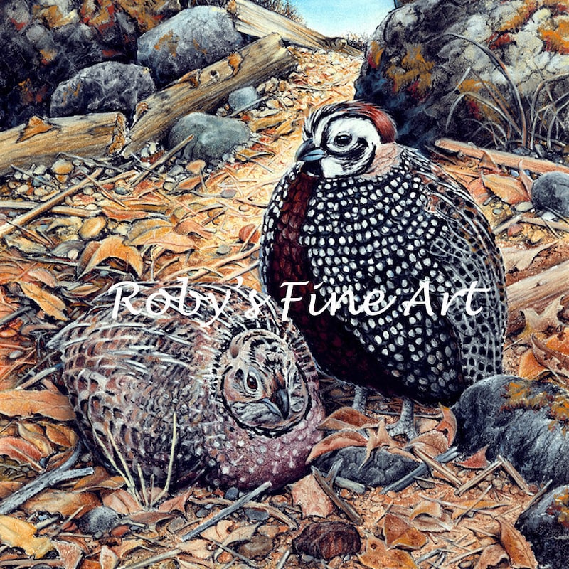 Quail Art - Etsy