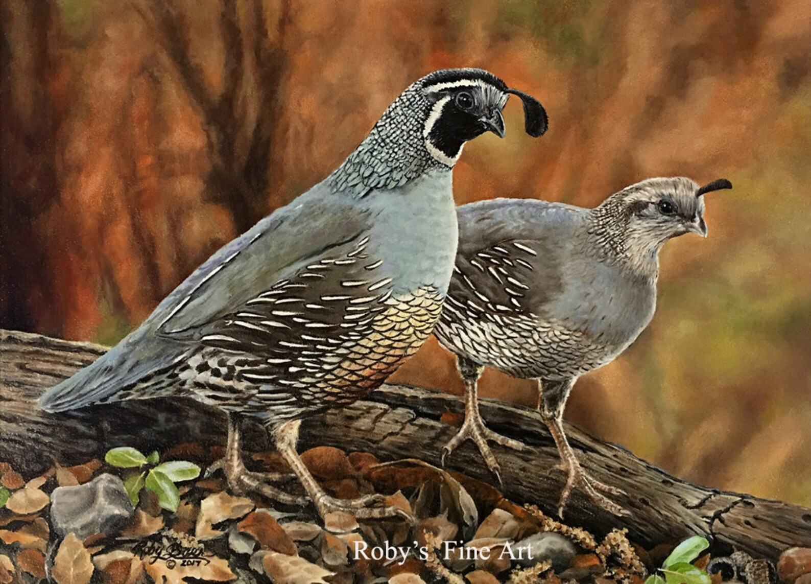 Valley Quail Art Print cottage Quail 5 X 7 Inch Giclee by Wildlife ...