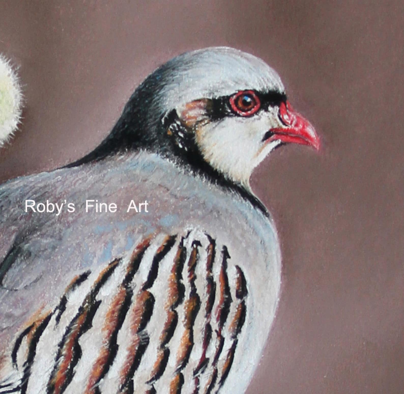Bird Art Print "chukar" 5 X 7 Inch Giclee by Wildlife Artist Roby Baer ...