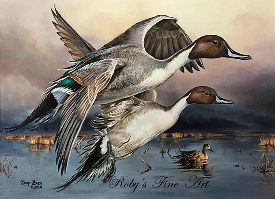Duck Art Print "northern Pintails" 5 X 7 Inch Giclee by Wildlife Artist ...