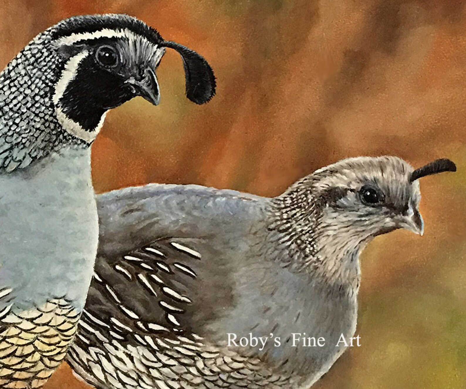 Valley Quail Art Print cottage Quail 5 X 7 Inch Giclee by Wildlife ...