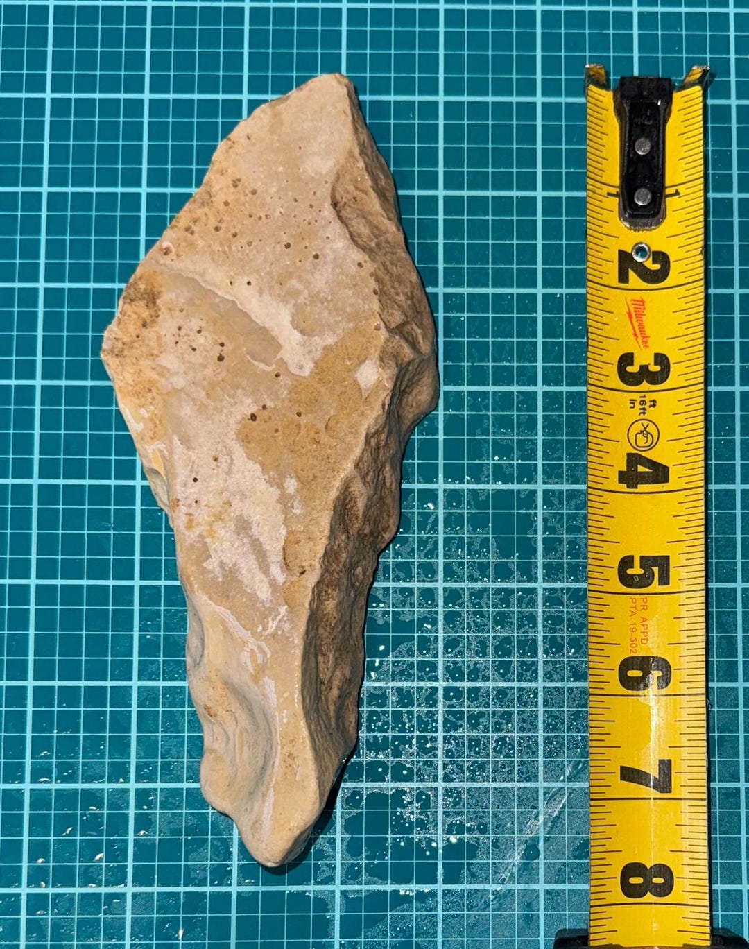 Rare Tooth Found in South West Montana 2024 - Etsy