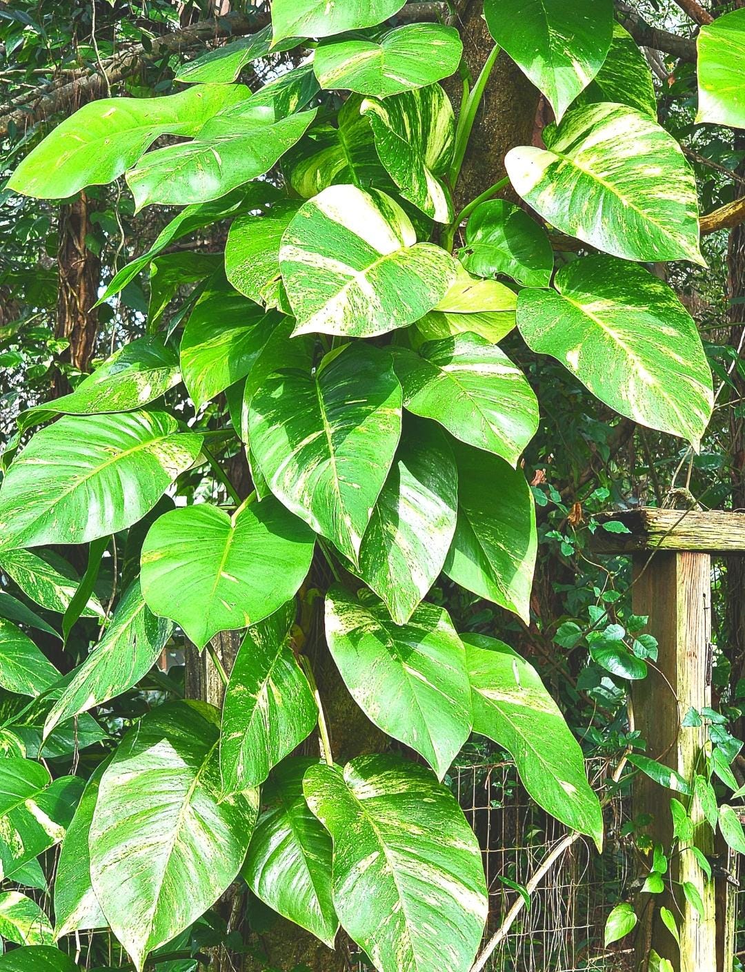 Golden Hawaiian Pothos Vine Fully Mature, Exotic Houseplant Priced ...