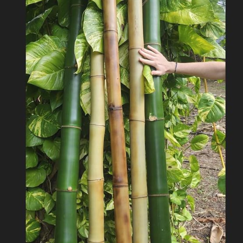 Bamboo Poles - Etsy