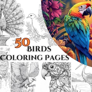 bird of prey coloring book