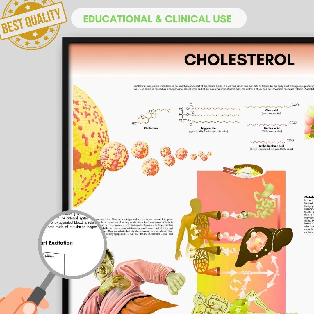Cholesterol Anatomy Poster | Human Biology Medical Print (digital ...