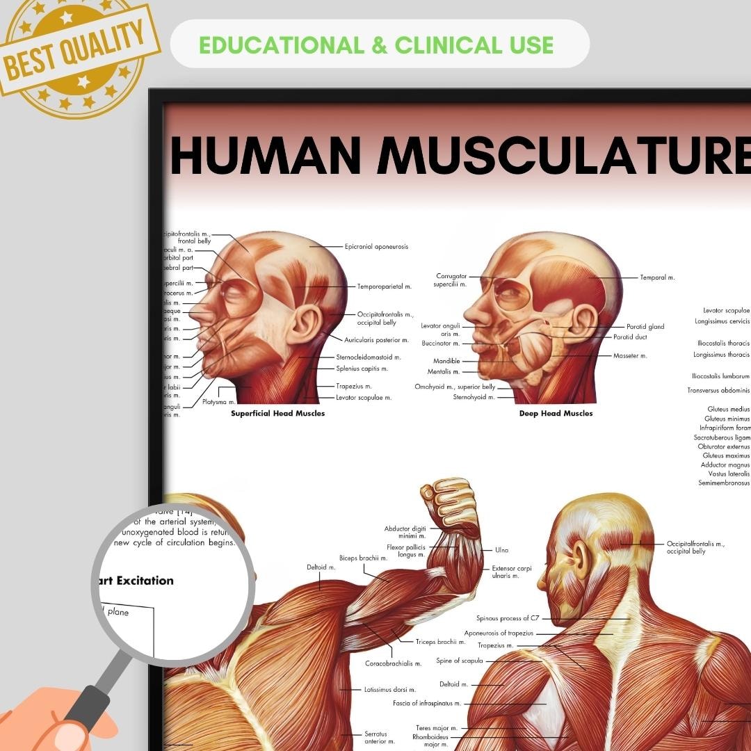 Human Musculature Anatomy Poster, Medical Biology Print (digital ...