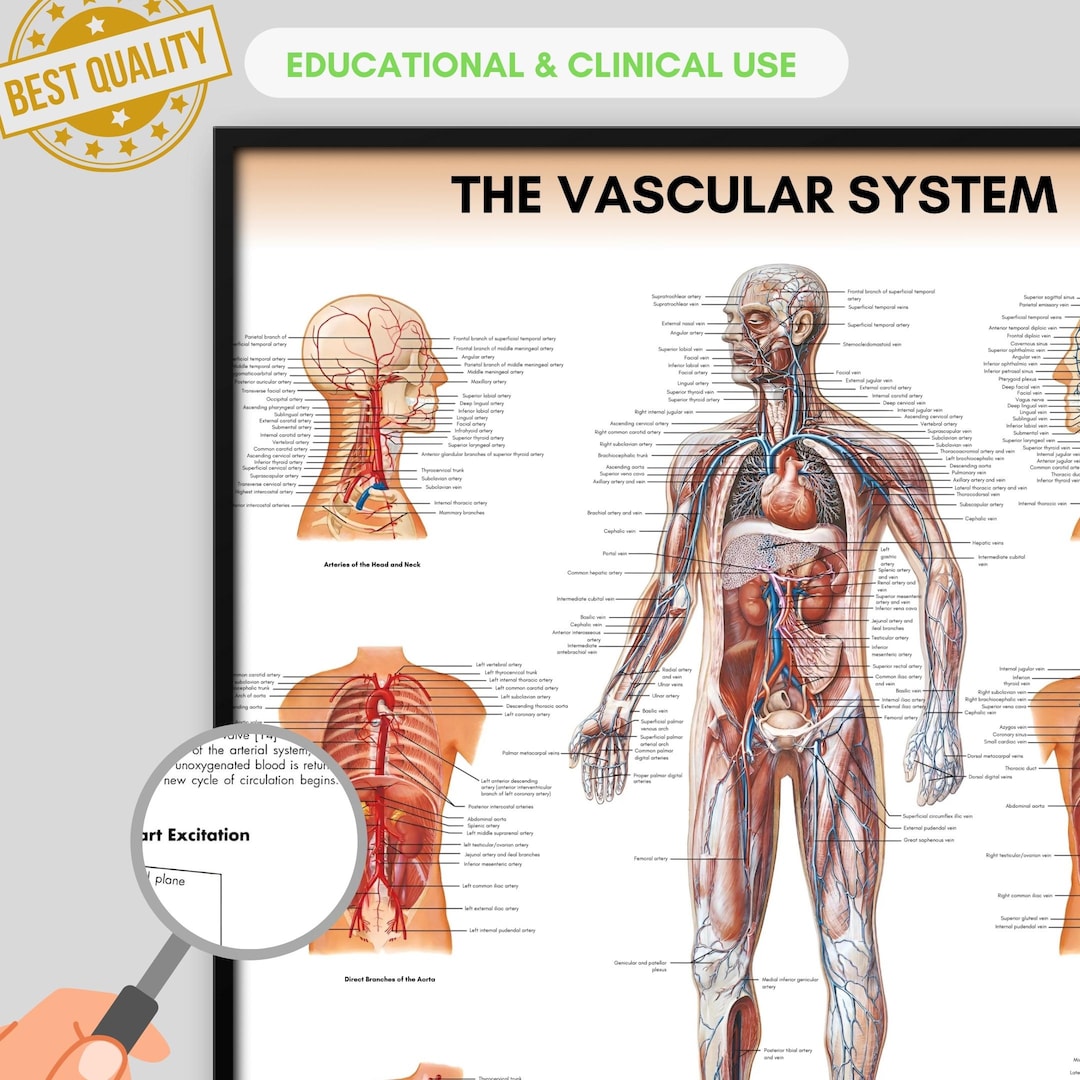 Vascular System Anatomy Poster, Human Biology Print (digital Download ...