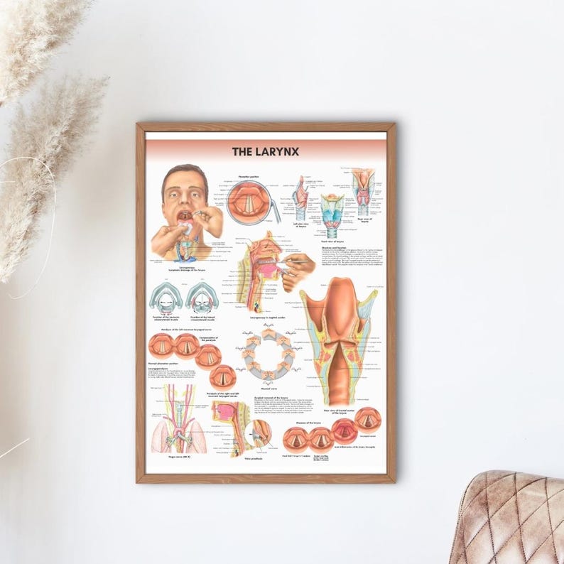 Larynx Anatomy Poster, Human Biology Print (digital Download) - Etsy