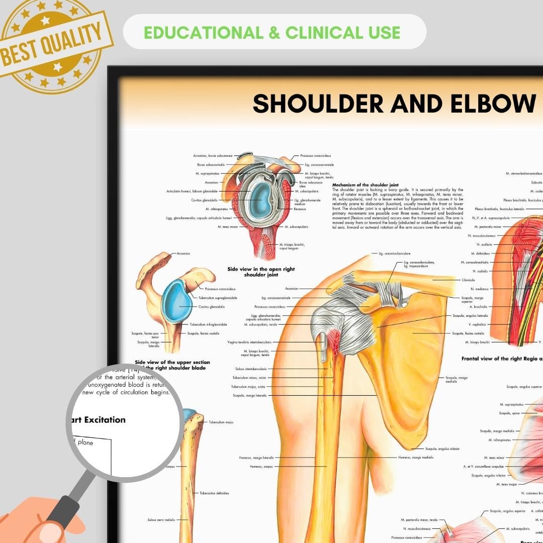 Shoulder & Elbow Anatomy Poster | Medical Student Biology Print ...