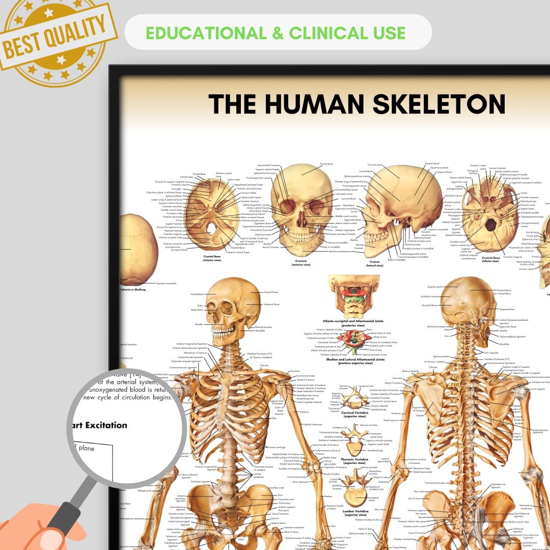 Human Skeleton Anatomy Poster: Biology, Medical Student (digital ...
