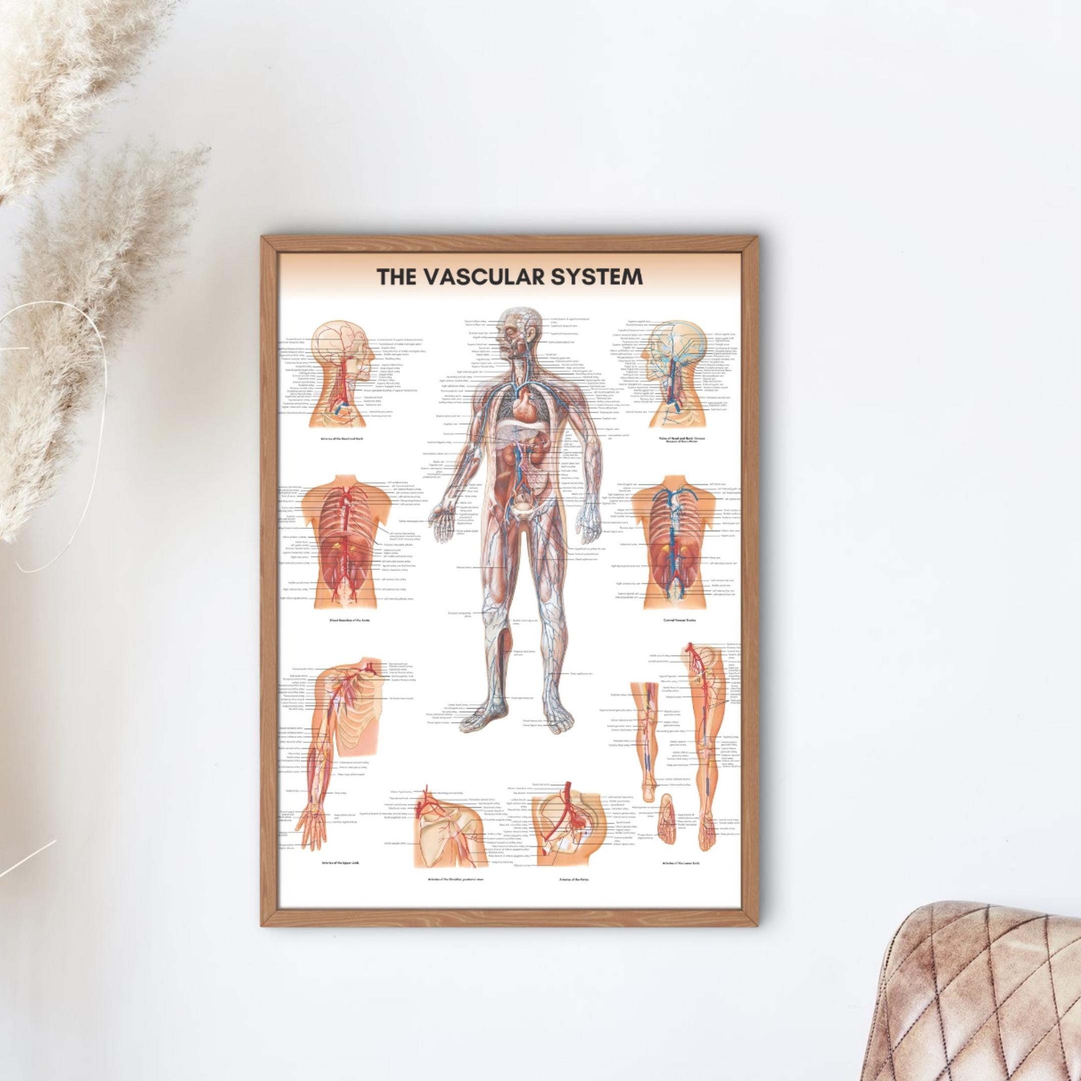 Vascular System Anatomy Poster, Human Biology Print (digital Download ...
