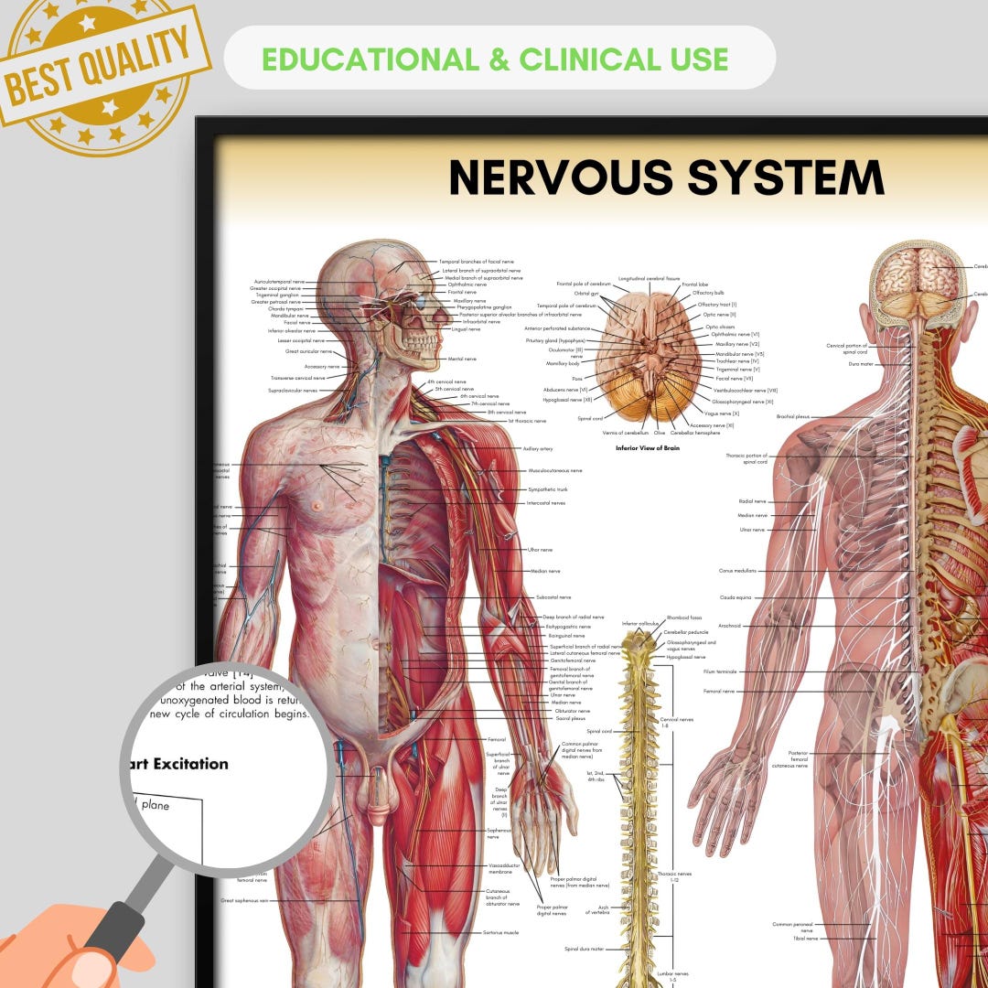Nervous System Anatomy Poster, Human Biology Art (digital Download) - Etsy