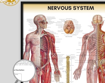 Nervous System Anatomy Poster: Neuroscience Art (digital Printable ...