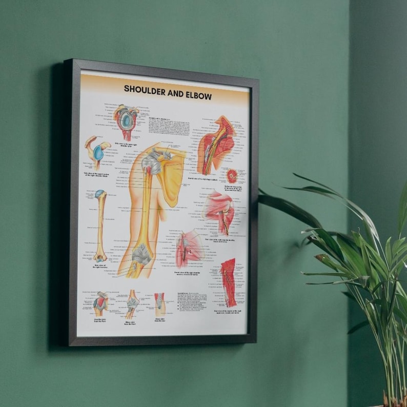 Shoulder & Elbow Anatomy Poster | Medical Student Biology Print ...