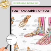 Anatomy of the Foot, Worksheet and Study Guide, Foot Bones, Foot Joints ...