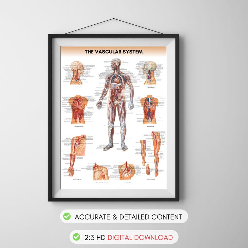 Vascular System Anatomy Poster, Human Biology Print (digital Download ...