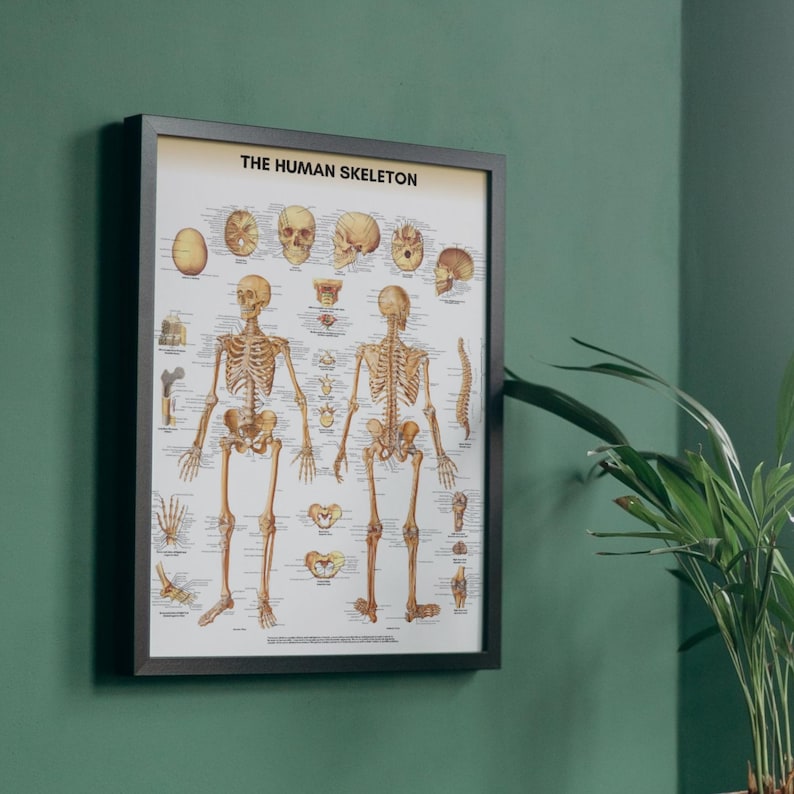 Human Skeleton Anatomy Poster: Biology, Medical Student (digital ...