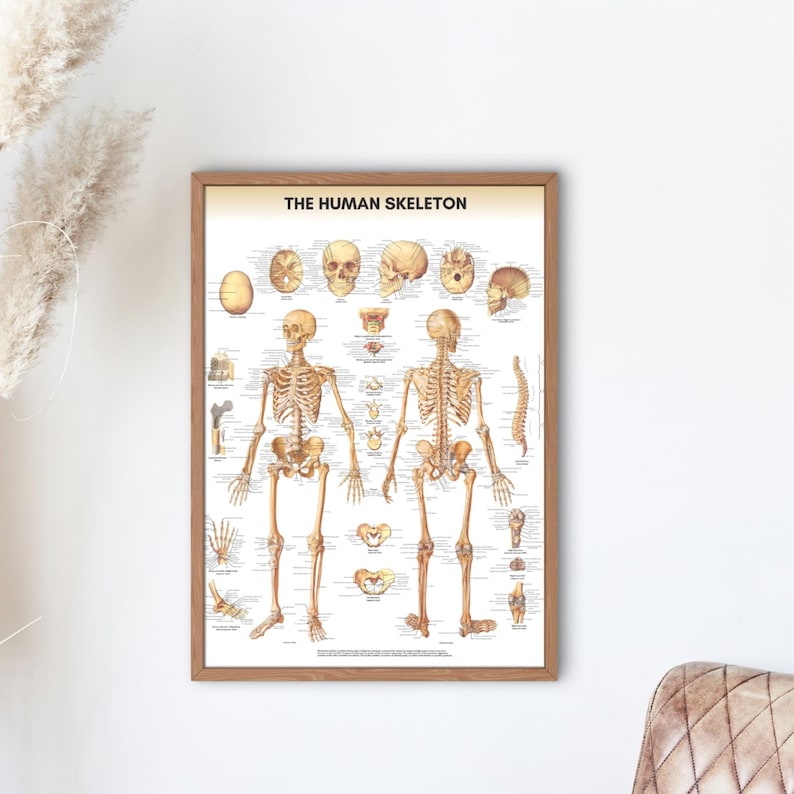 Human Skeleton Anatomy Poster: Biology, Medical Student (digital ...