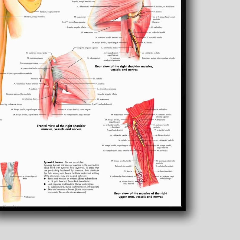 Shoulder & Elbow Anatomy Poster | Medical Student Biology Print ...