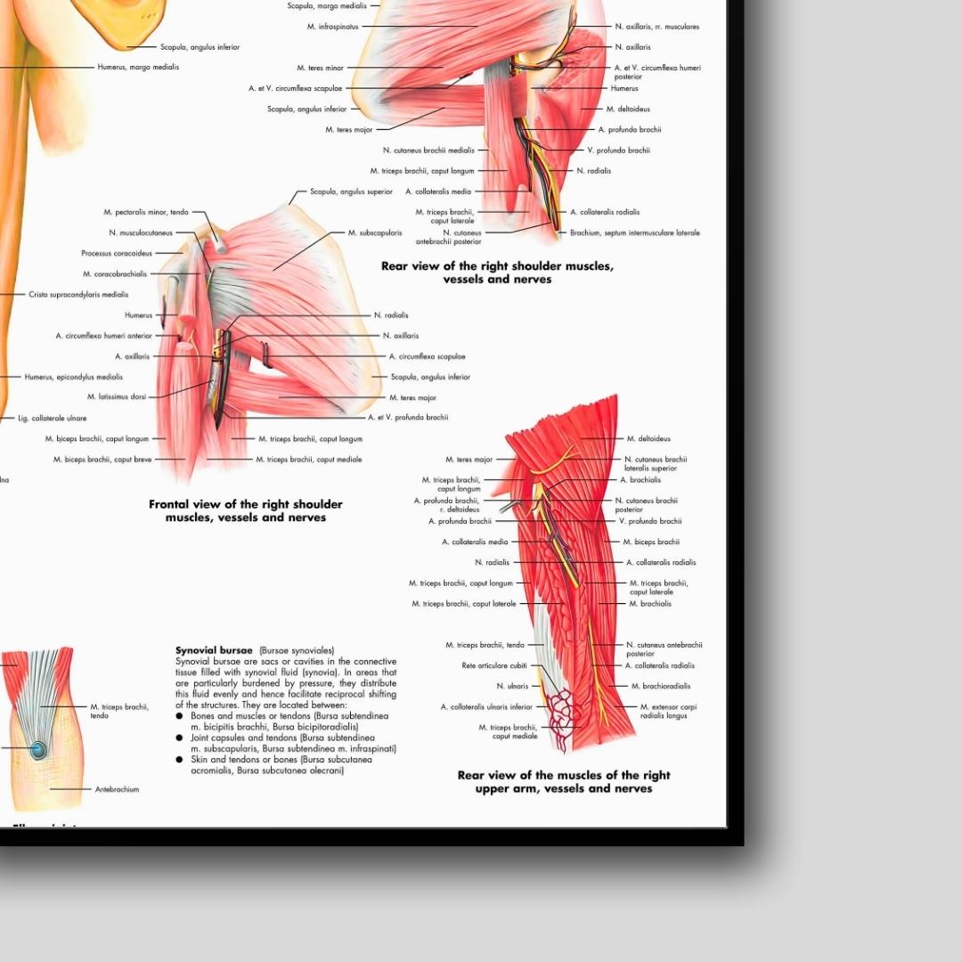 Shoulder & Elbow Anatomy Poster | Medical Student Biology Print ...