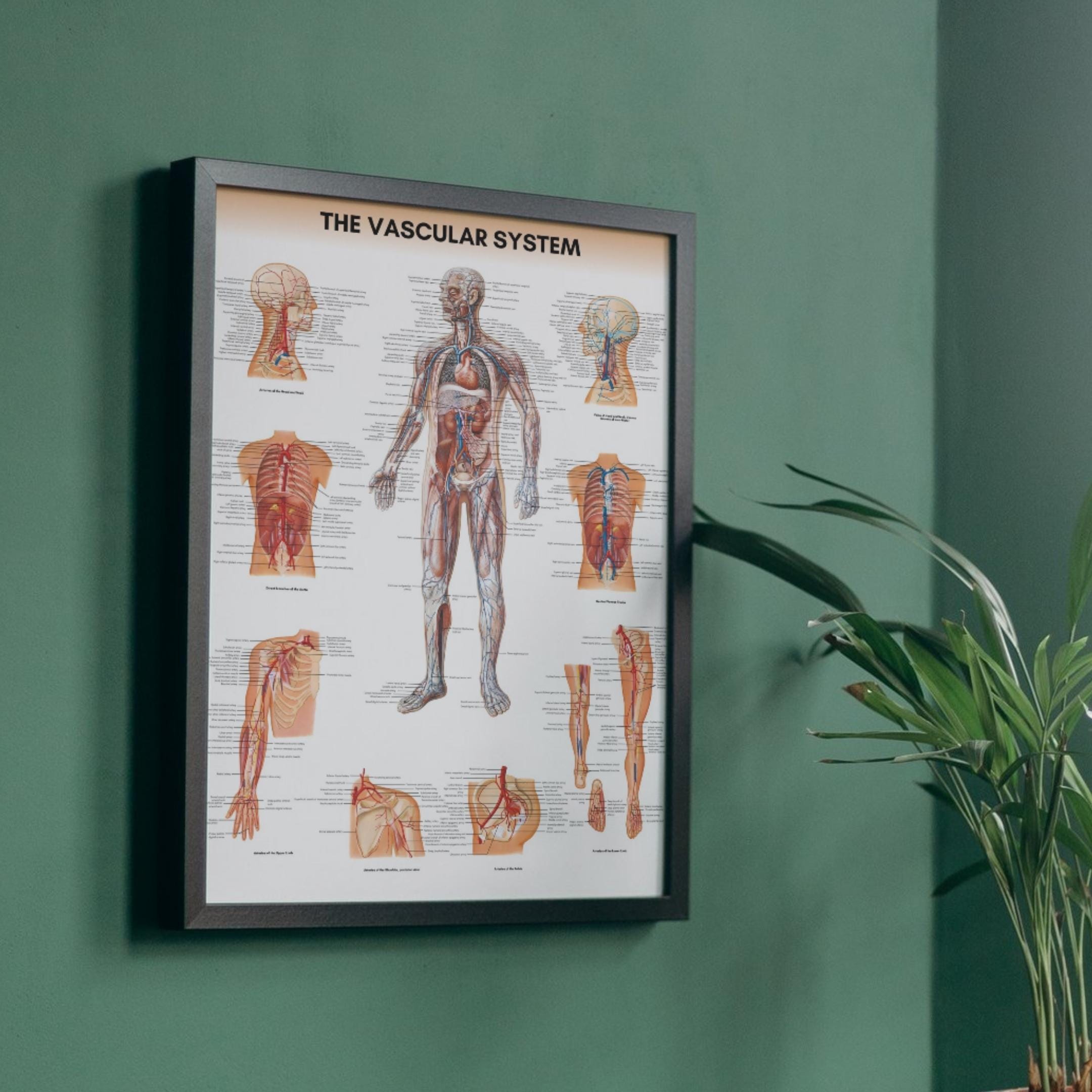 Vascular System Anatomy Poster, Human Biology Print (digital Download ...