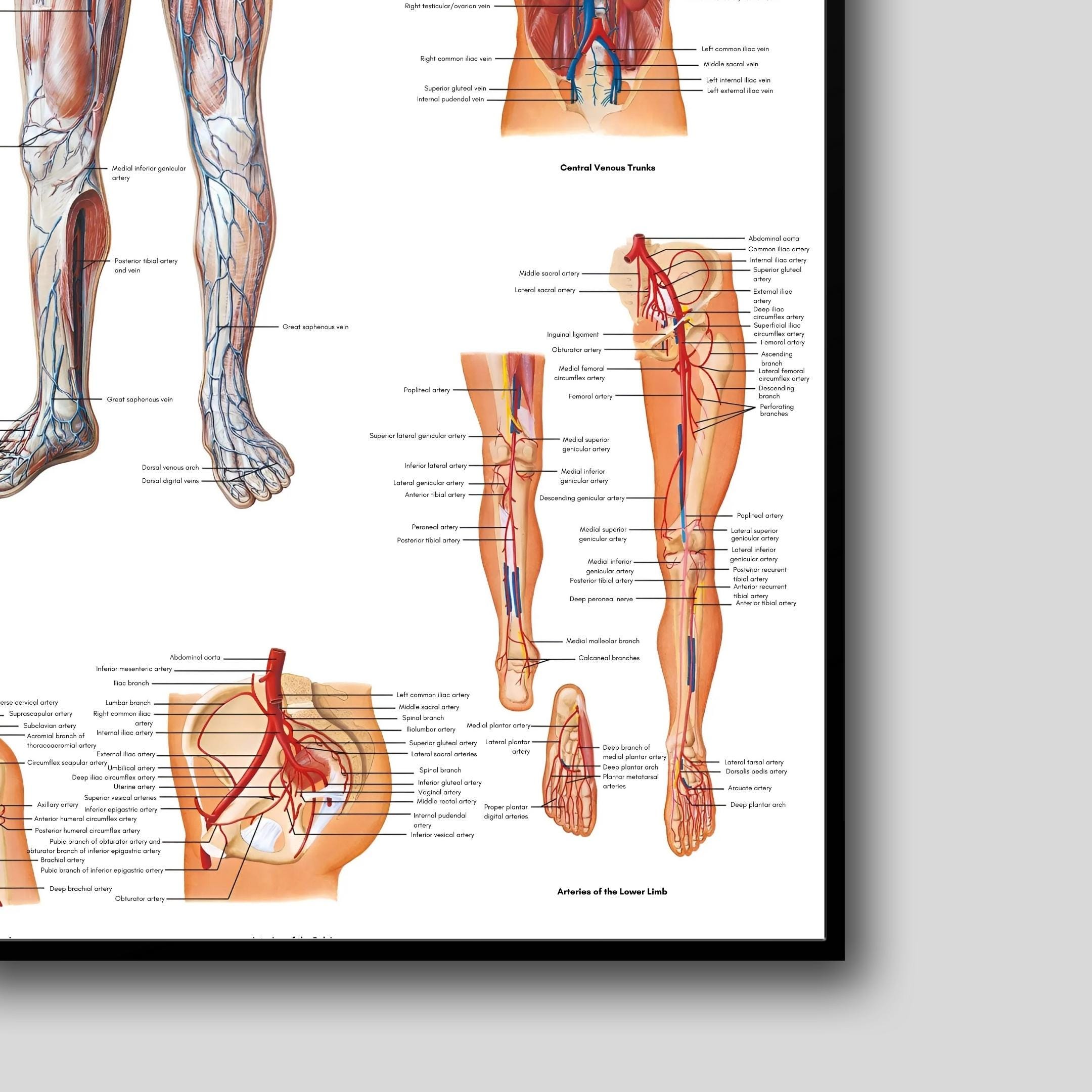 Vascular System Anatomy Poster, Human Biology Print (digital Download ...