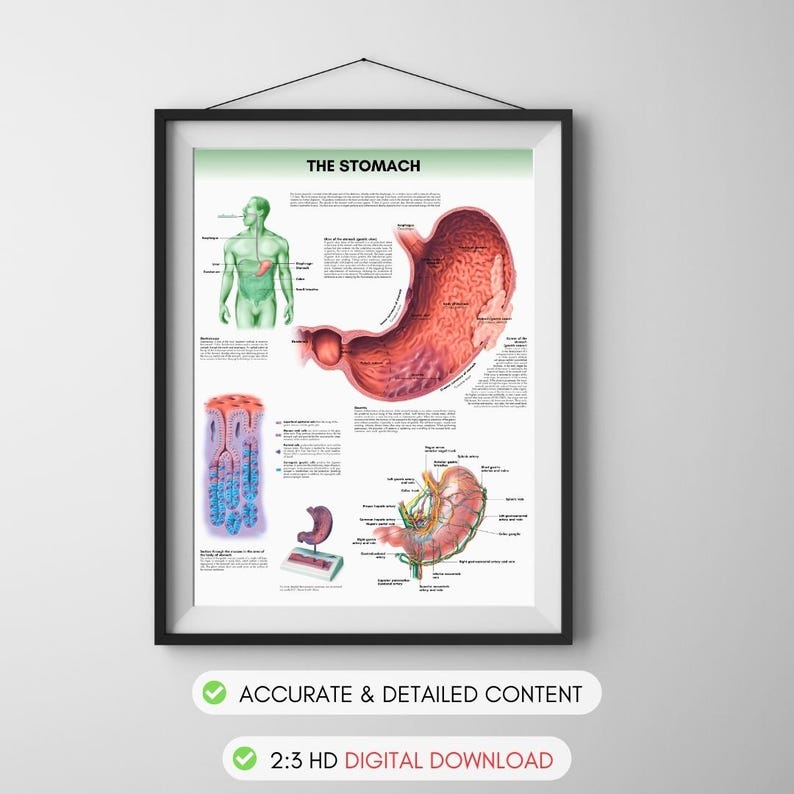 Stomach Anatomy Poster, Human Biology Art (digital Download) - Etsy UK