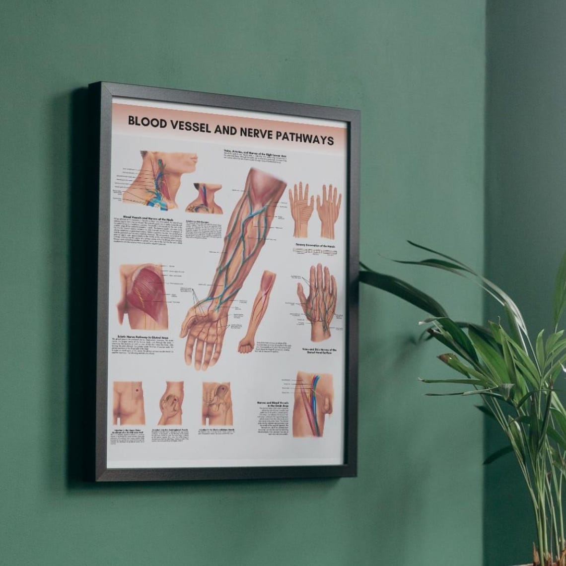 Blood Vessel Poster Anatomy Human Biology Poster Medical Student Poster ...