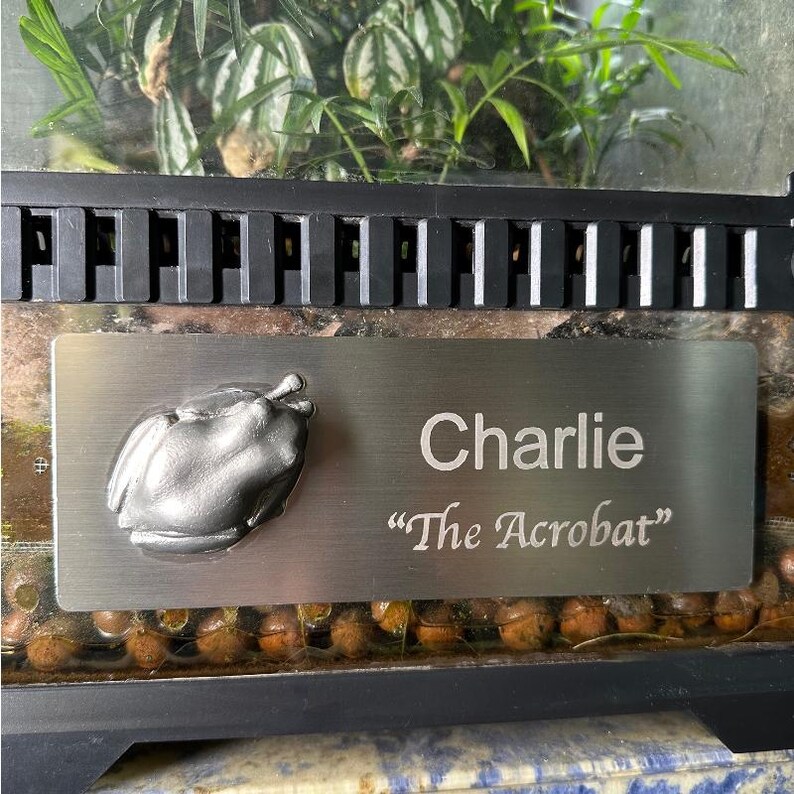 Custom White’s / Dumpy Tree Frog Vivarium Enclosure Nameplate – Premium ...