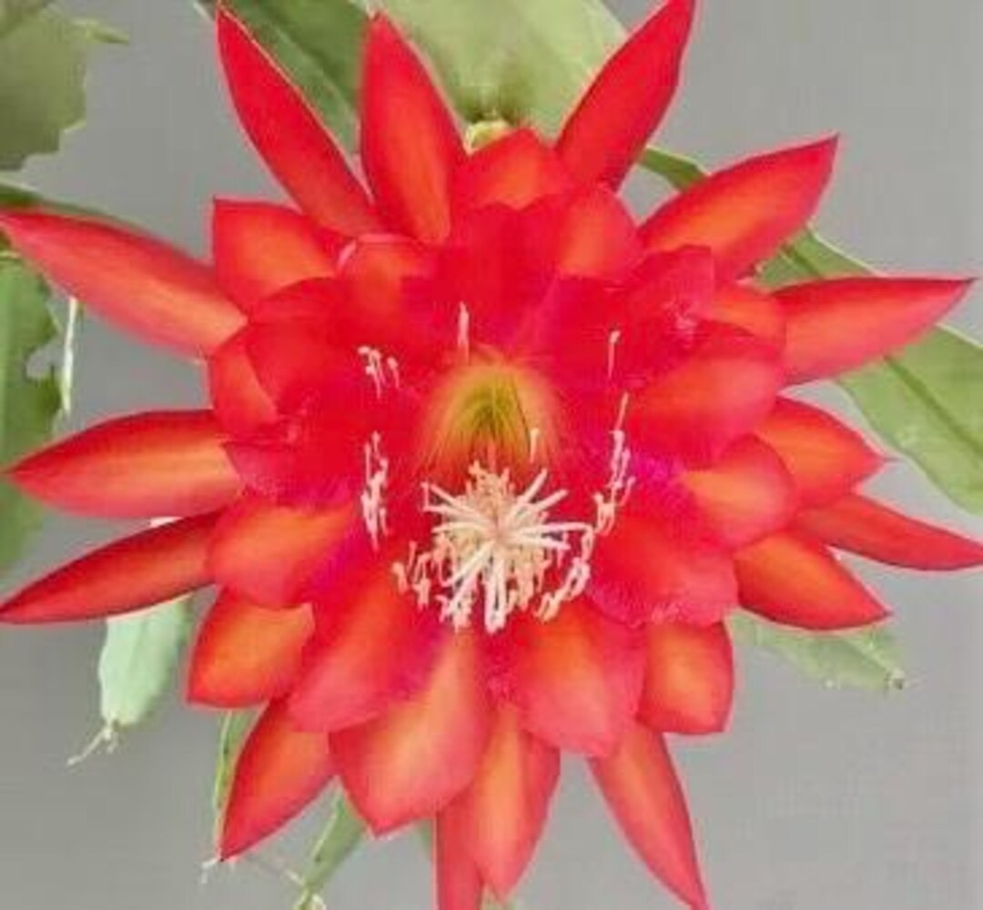 1 EPIPHYLLUM Rare Cactus dracula Rooted 23cm CUTTING Extra Large Flower. - Etsy Canada