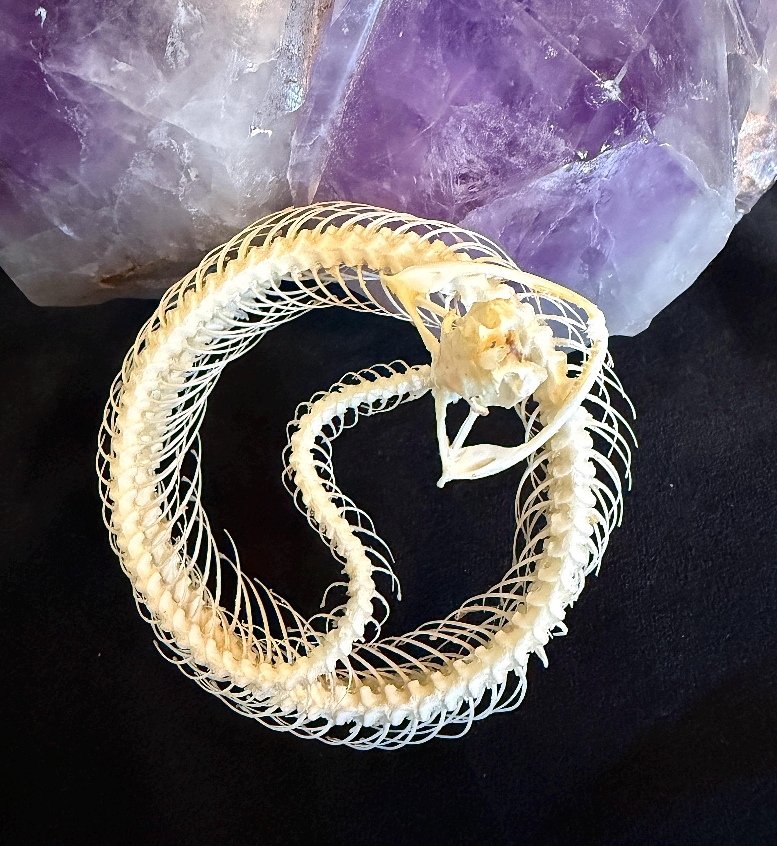 Preserved Snake Skeleton - White-lipped Pit Viper - Real Snake ...