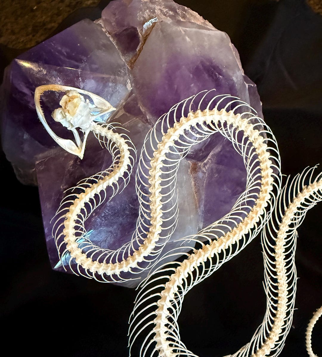 Preserved Snake Skeleton - White-lipped Pit Viper - Real Snake ...
