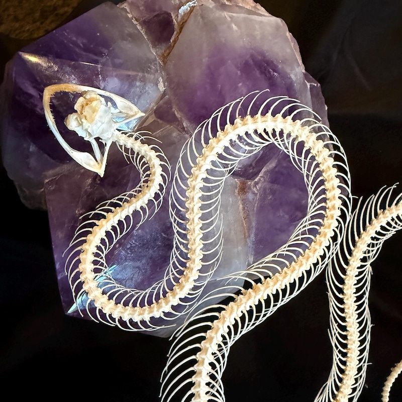 Real Snake Skin - Etsy