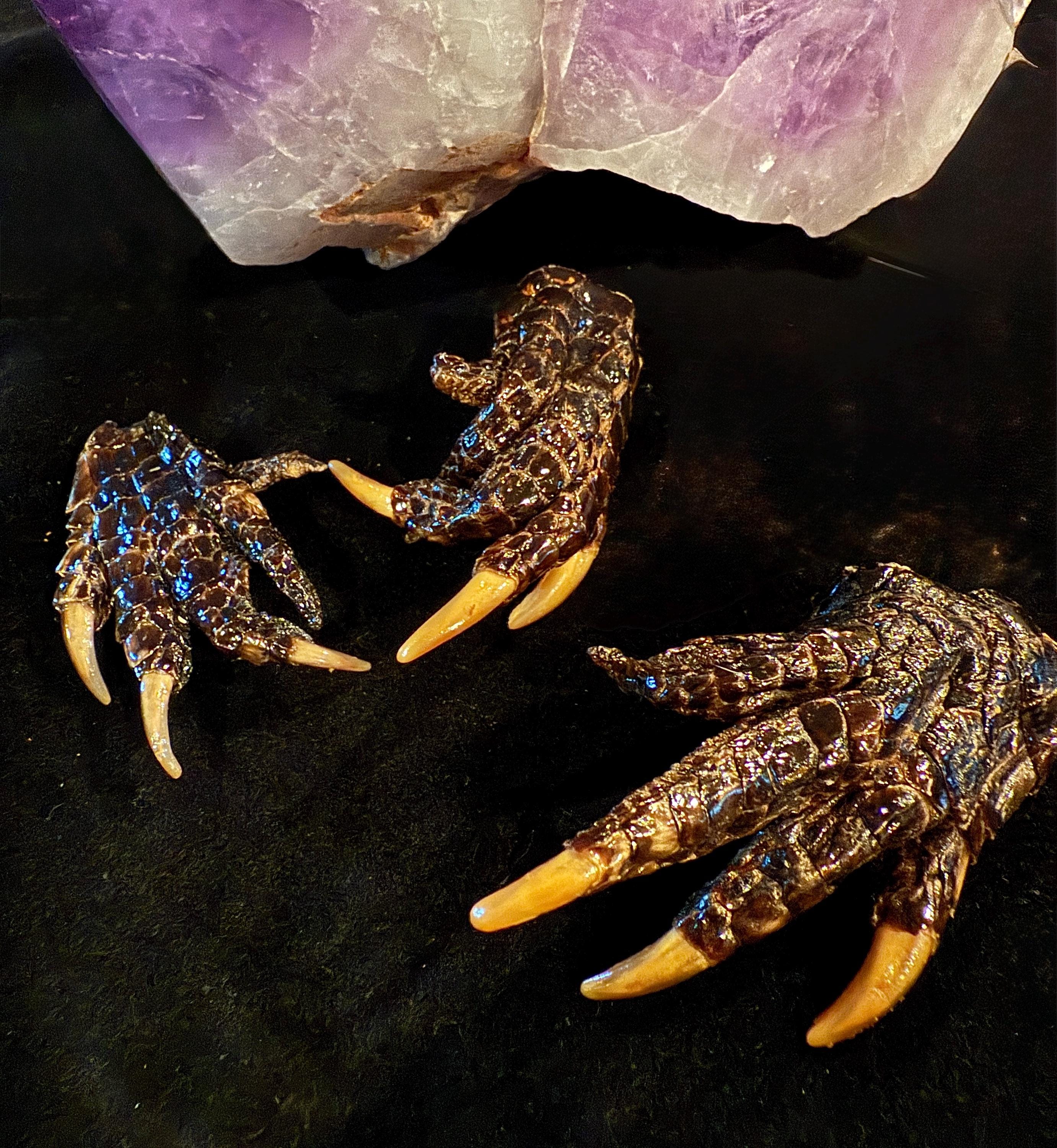 Alligator Claws- Paws Set of Three – Bone Kit – Divination – Voodoo ...