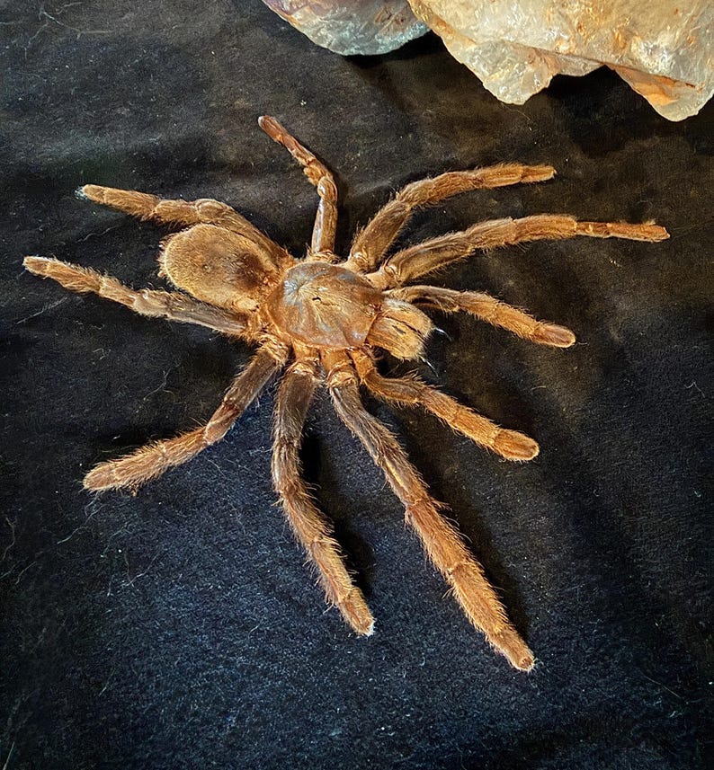 Preserved Tarantula - Real Specimen - Oddities - Etsy
