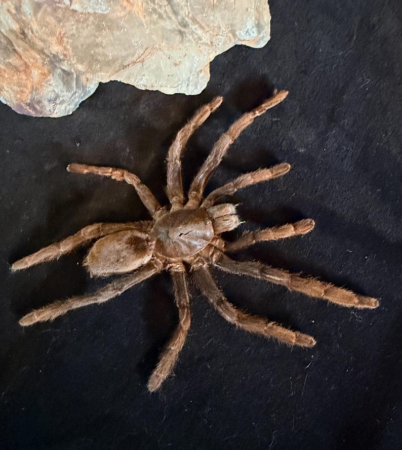 Preserved Tarantula - Real Specimen - Oddities - Etsy