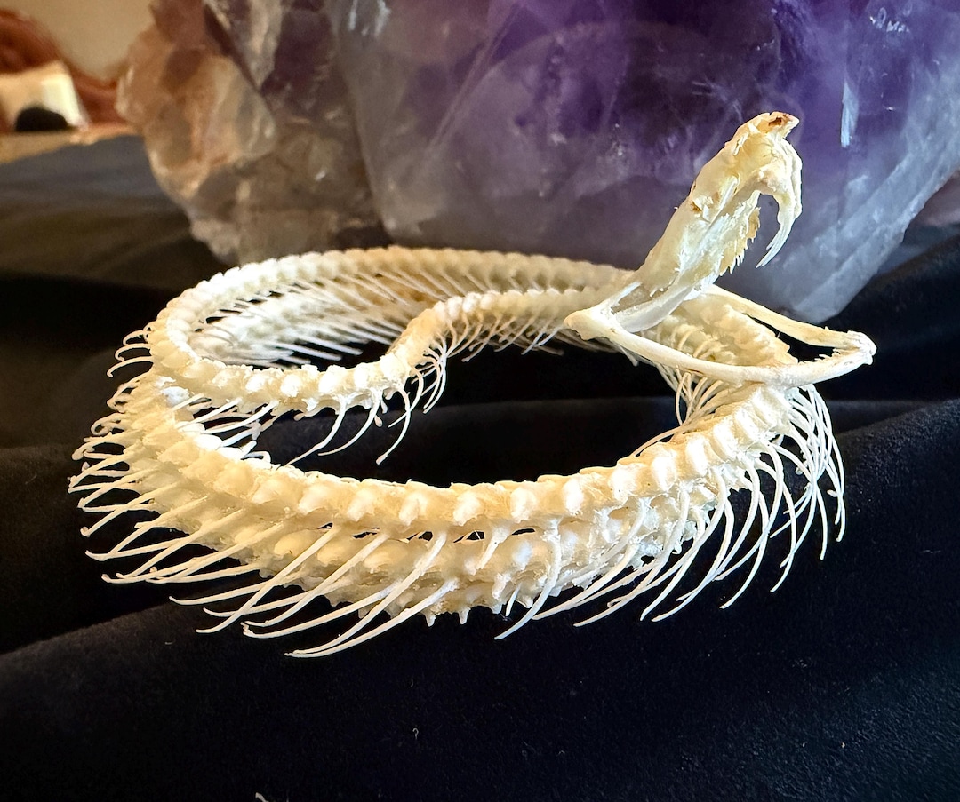 Preserved Snake Skeleton - White-lipped Pit Viper - Real Snake ...